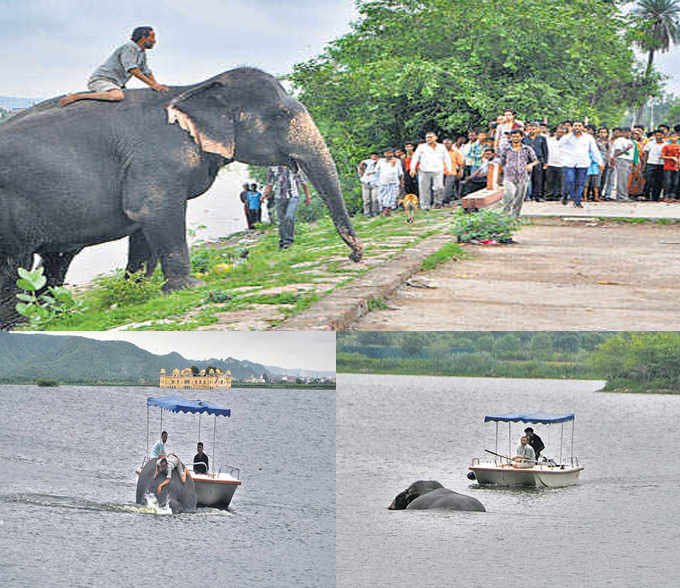 Six tonne Elephant rescued from drowning in a Jaipur lake